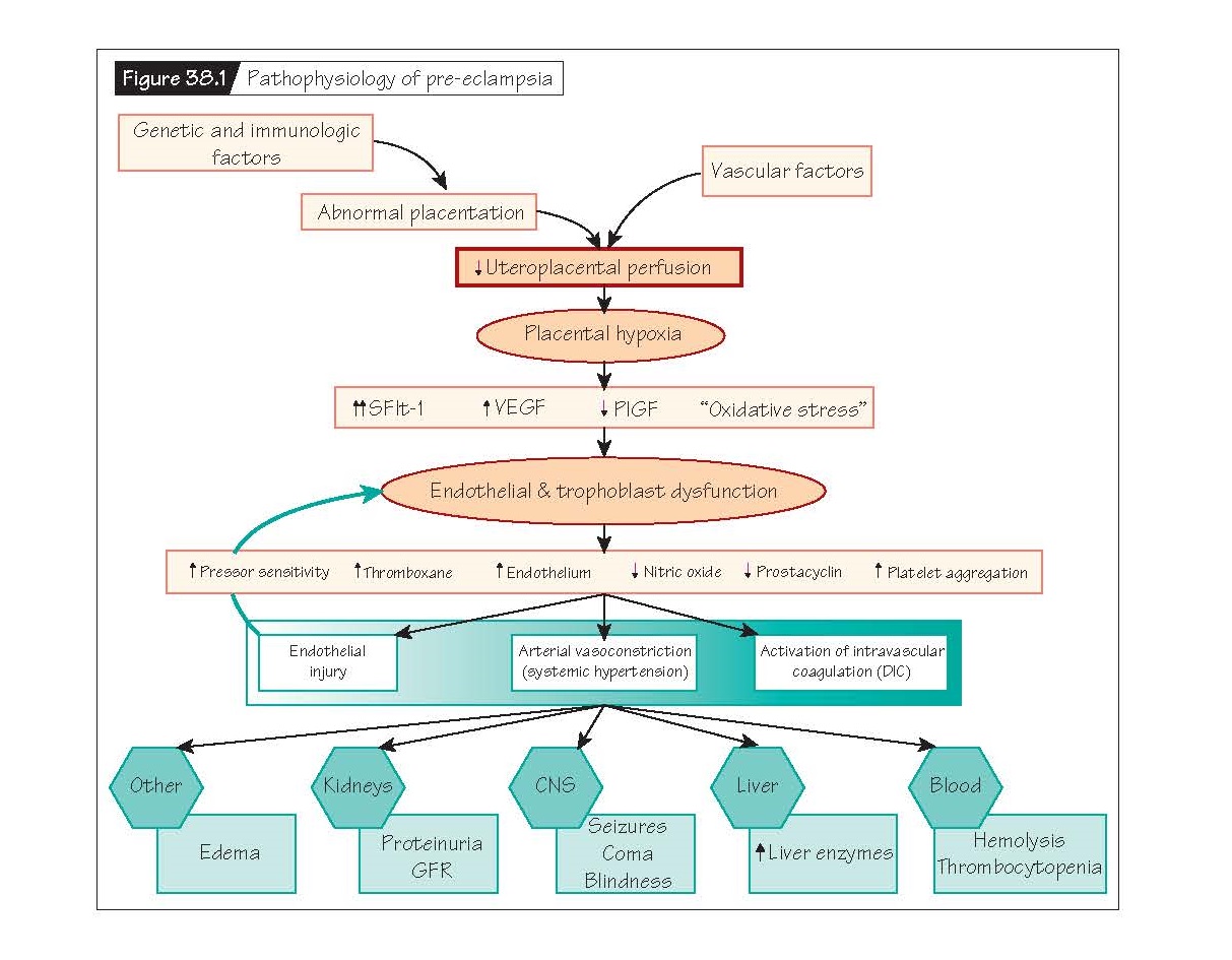 Pre-eclampsia - pediagenosis