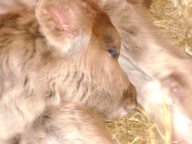 Govindas' Farm: December 2012