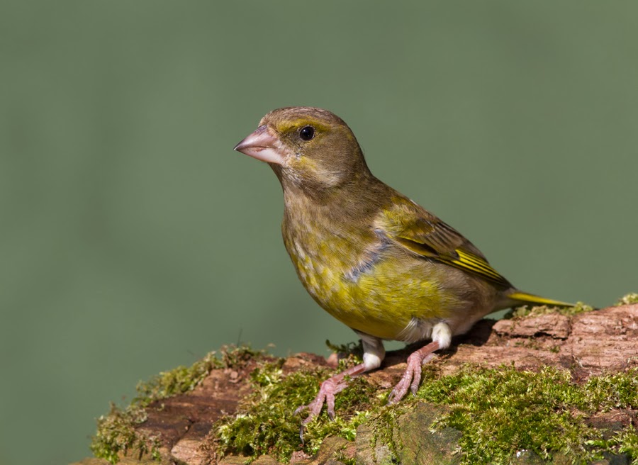 Russ Telfer Wildlife Photography: Garden Finches - 8 Mar 14