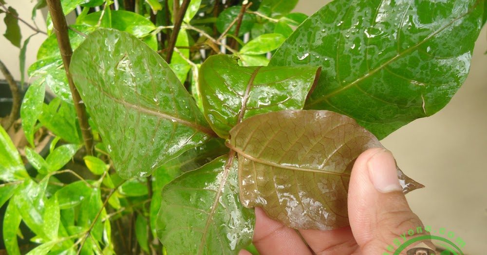 Handeuleum atau daun Ungu yang banyak manfaatnya