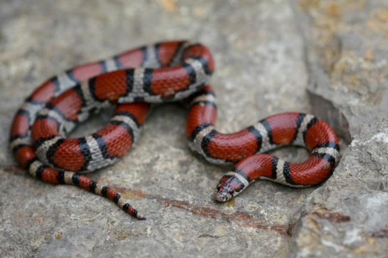 Life is short, but snakes are long: June 2013