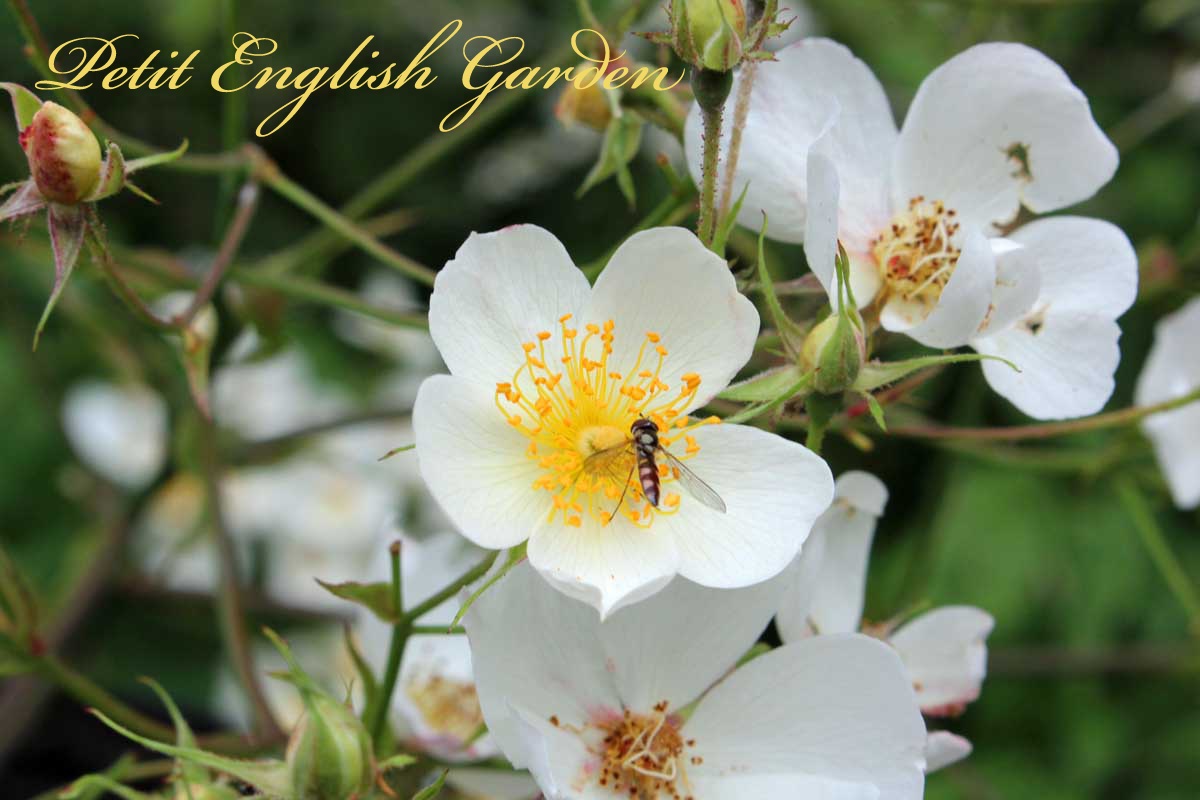 Petit English Garden of MARPLE & POIROT: KIFTSGATE ROSE IN FULL BLOOM ...