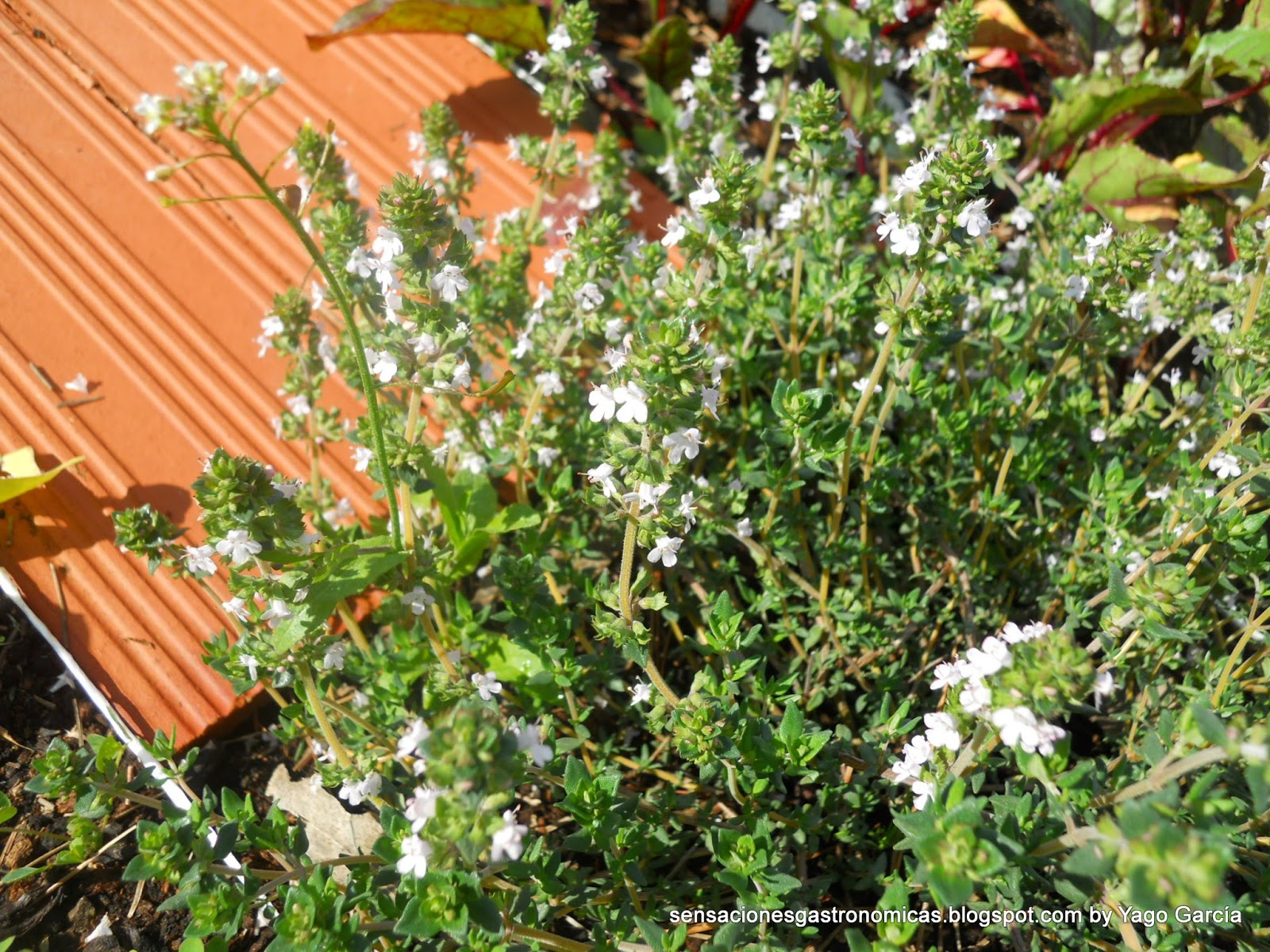 Sensaciones Gastronómicas: Tomillo