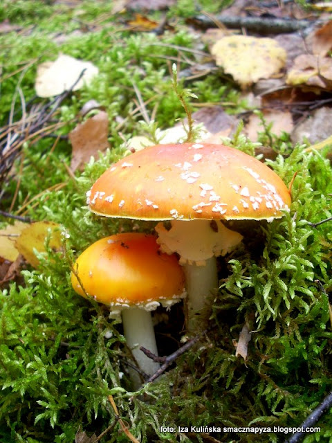 Grzyby gatunkami: Muchomor czerwony | Smaczna Pyza
