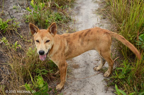 The rainforests of Borneo & Southeast Asia: Flora & fauna from Bangka ...