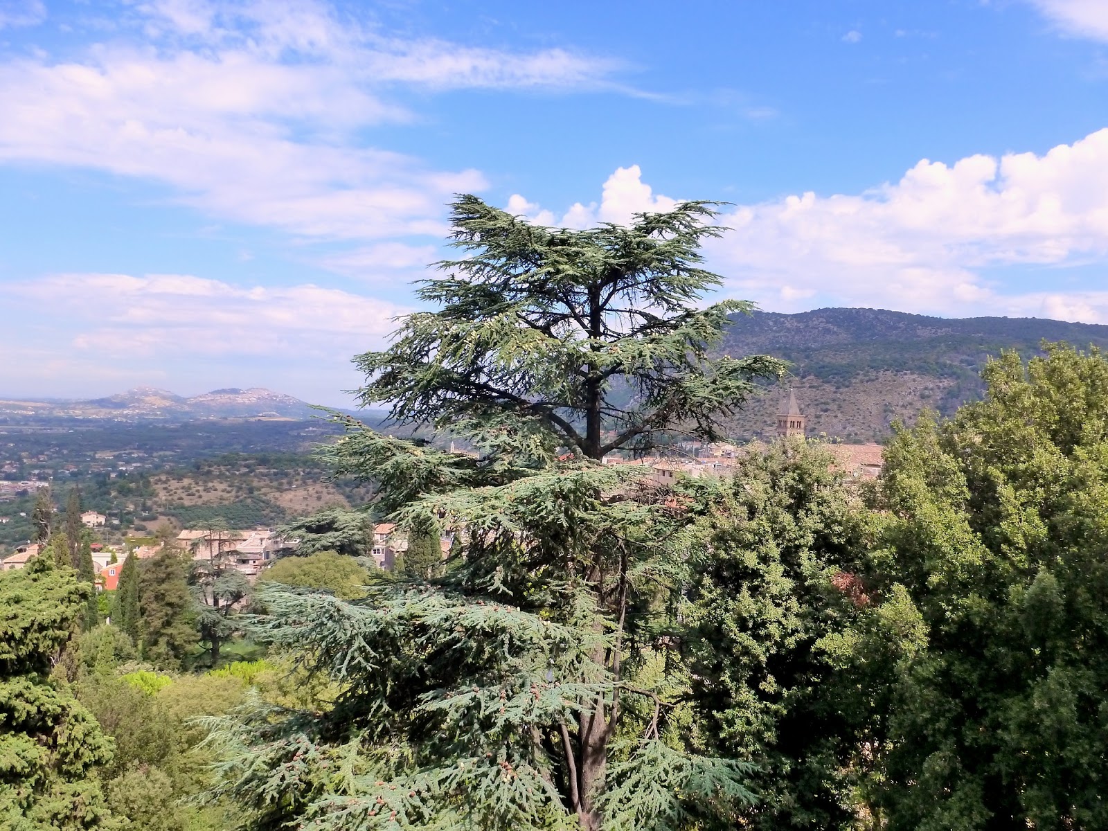 Árboles con alma: Cedro del Líbano. (Cedrus Líbani)