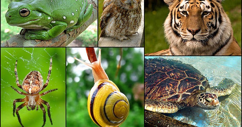 BIOLOGIJA: CARSTVO ŽIVOTINJA