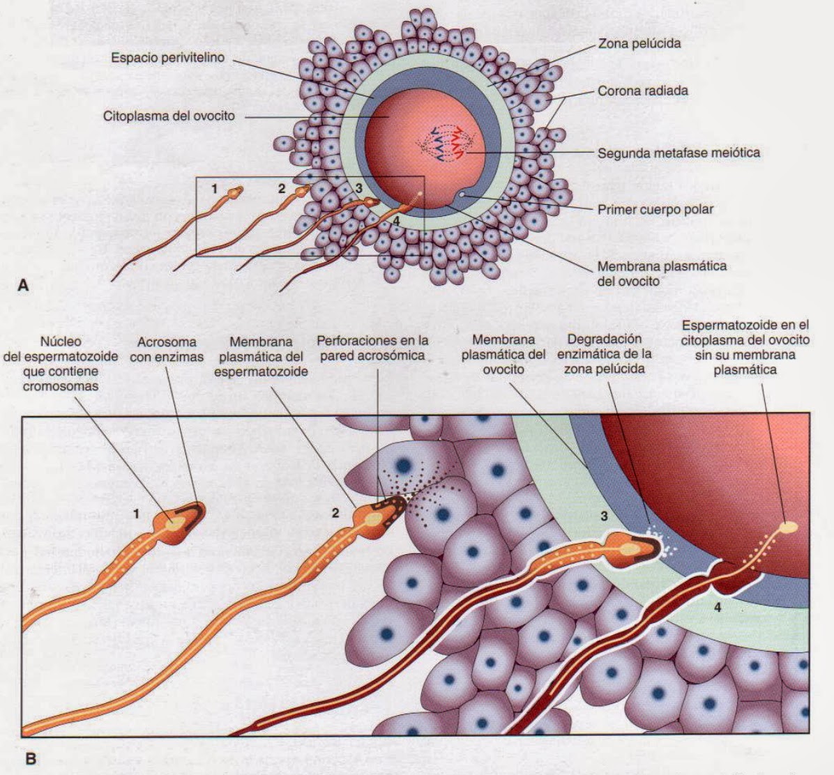 Embriología: La creación de un nuevo ser humano: Fecundación