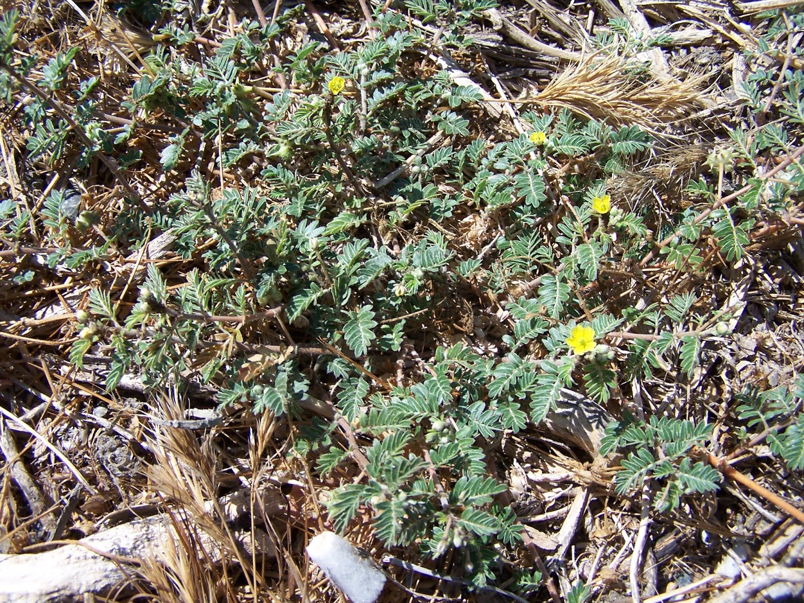 Galefod: Abrojos. Leyenda de poder anabolizante.