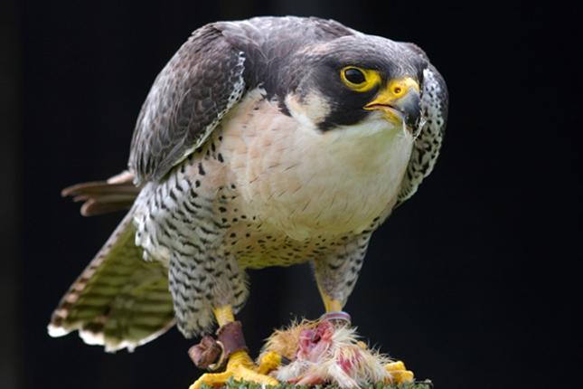 Balkanski Zabavnik: Sivi soko postao kućni ljubimac