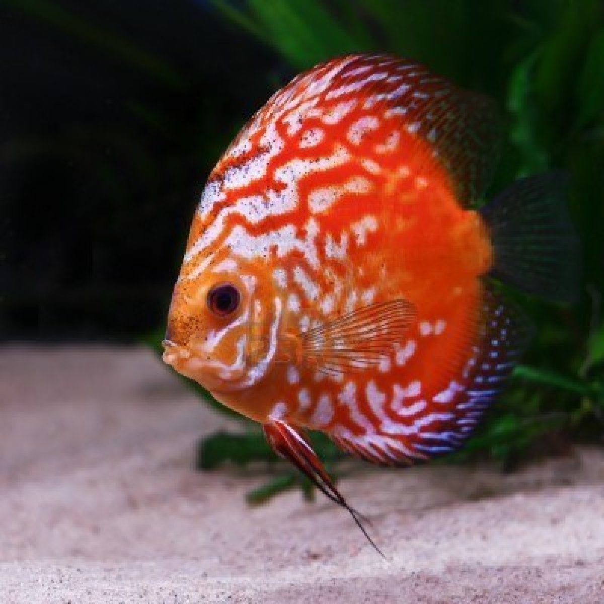 Deal with pets: Discus Fish are beautiful pets