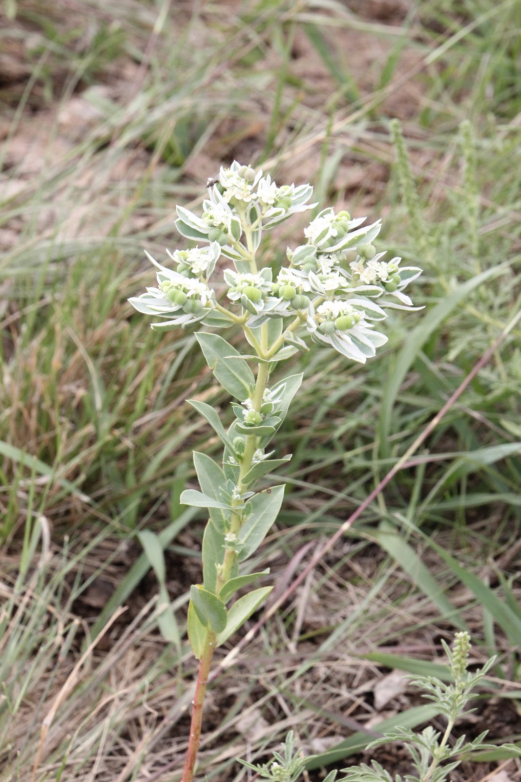 Kids, Cows and Grass: Fall wildflowers on the Prairie