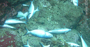 Scuba Tech Diving Centre, Cyprus: Dynamite Fishing-The Cost...