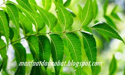 Manfaat Khasiat Mimba Untuk Kecantikan Dan Kesehatan Kulit | Cara ...