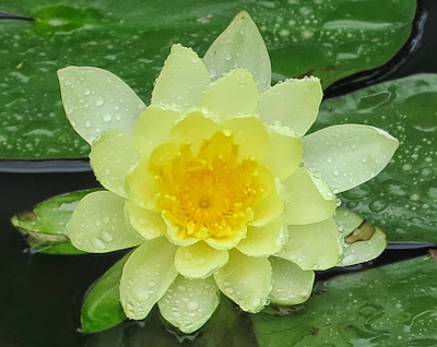 Waymarks on a Journey: Lotus flowers of different colours!