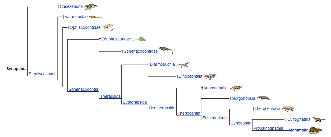 Coelho pré-Cambriano: fevereiro 2019