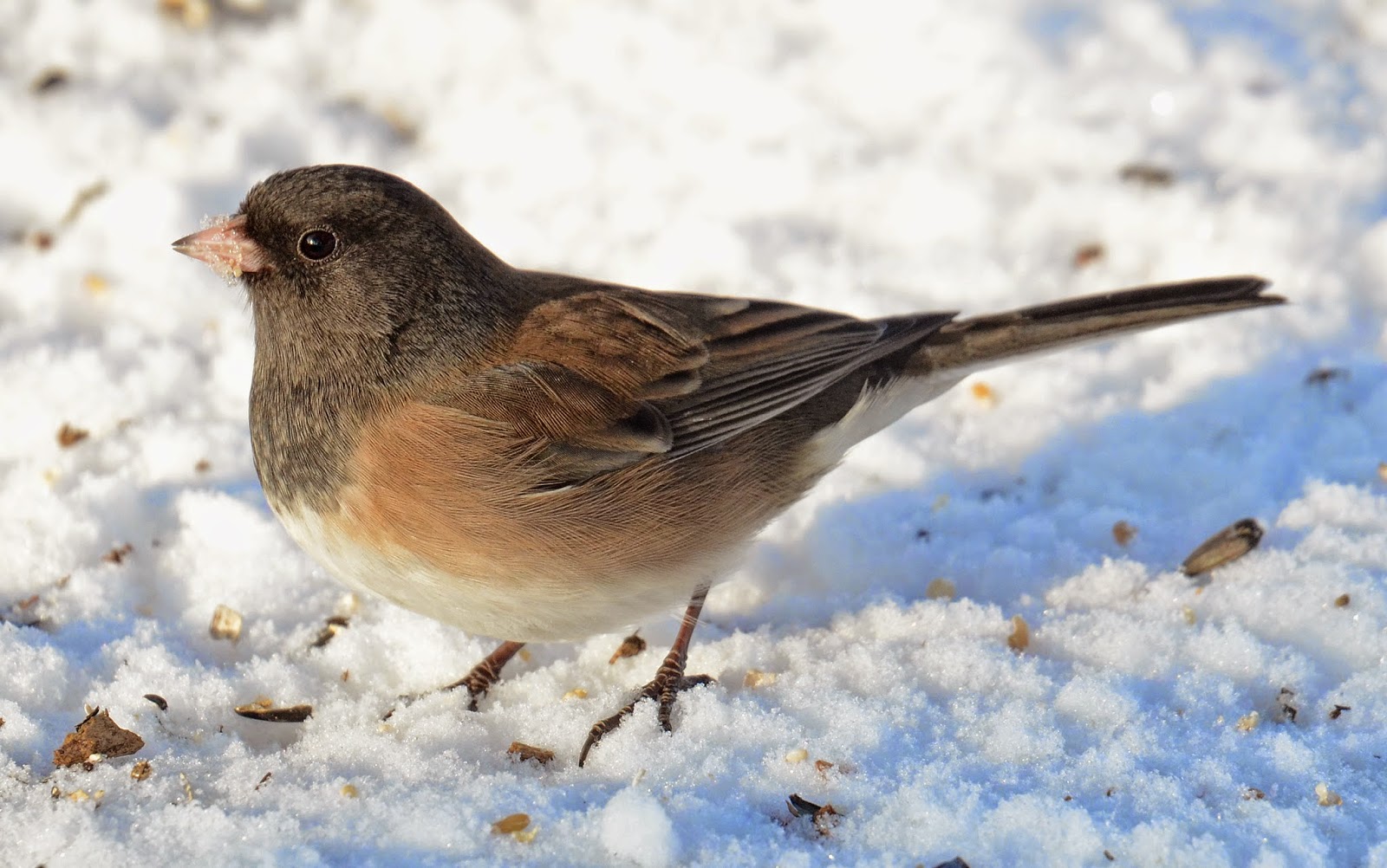 Bird Hybrids: Dark-eyed Junco intergrades - Oregon Junco x Pink-sided Junco