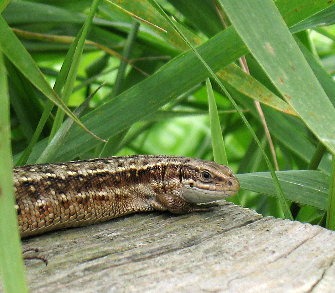 Hedgeland Tales: Common Lizard