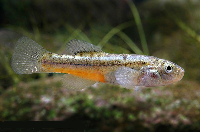 Artes de Pesca: CYPRINODONTIFORMES