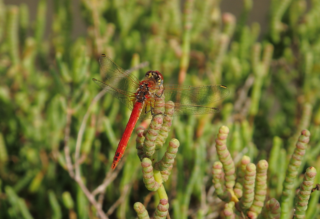 Wild Menorca: Dragonfly ID Part 1 - Male Darters and Skimmers