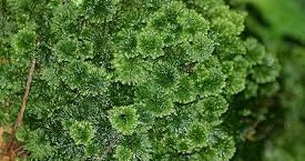 new slide tiga ' Bryopsida lumut daun'