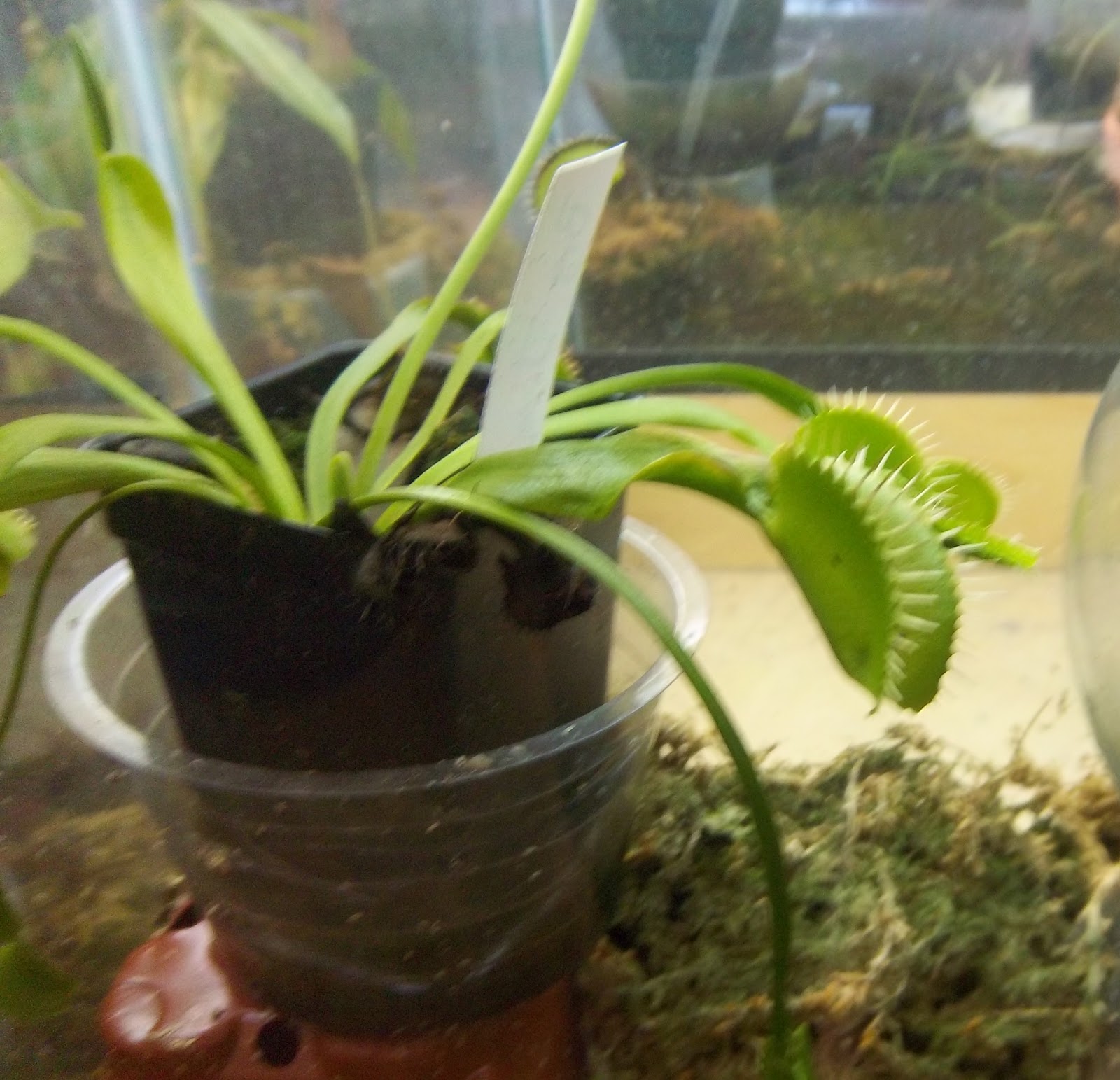 WHS AP Bio 2012: Schoen: Plant Adaptations for a Specific Environment