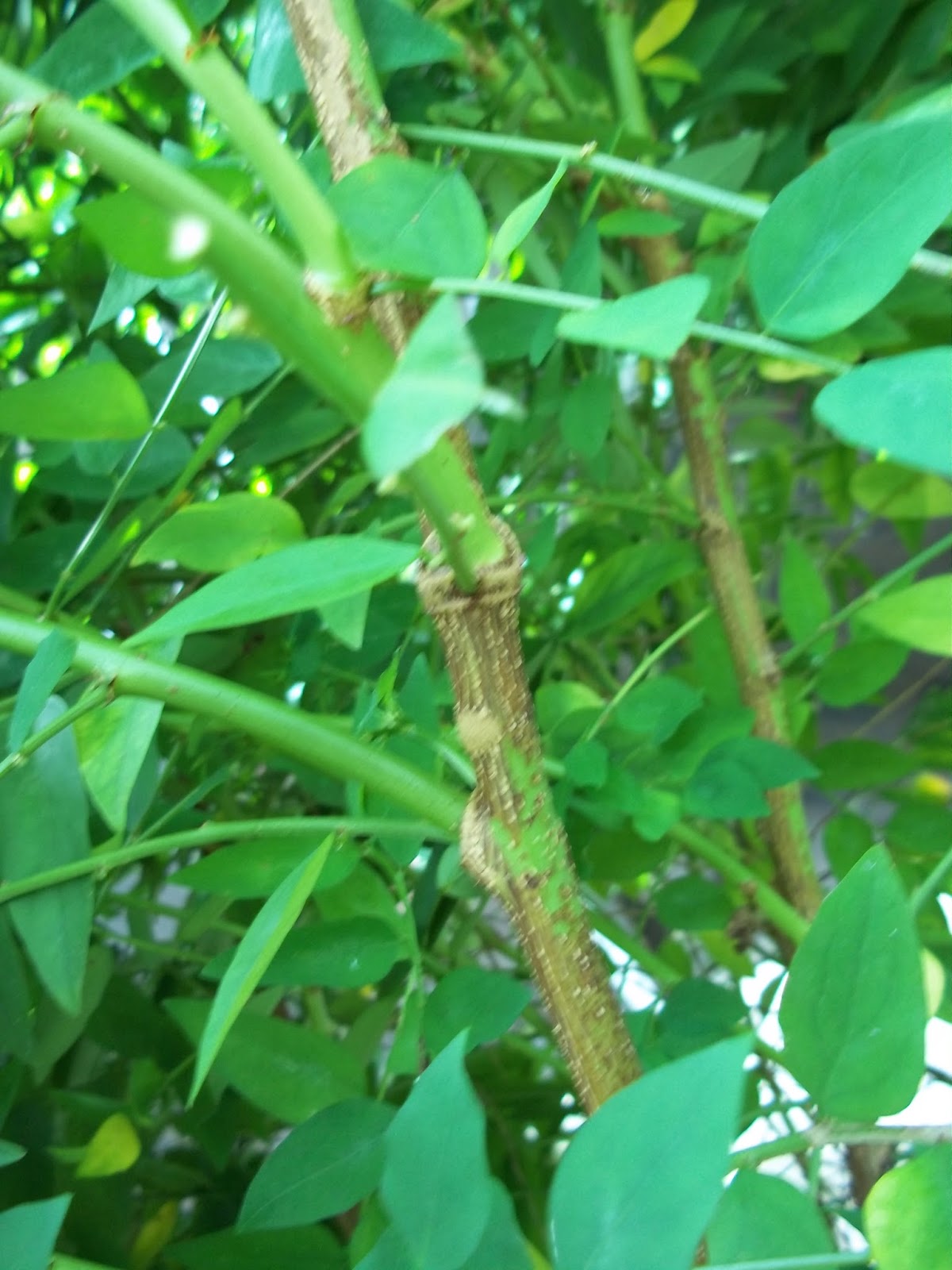 My epic garden: Katuk tree aka Sauropus androgynus