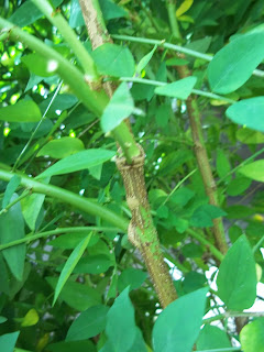 My epic garden: Katuk tree aka Sauropus androgynus