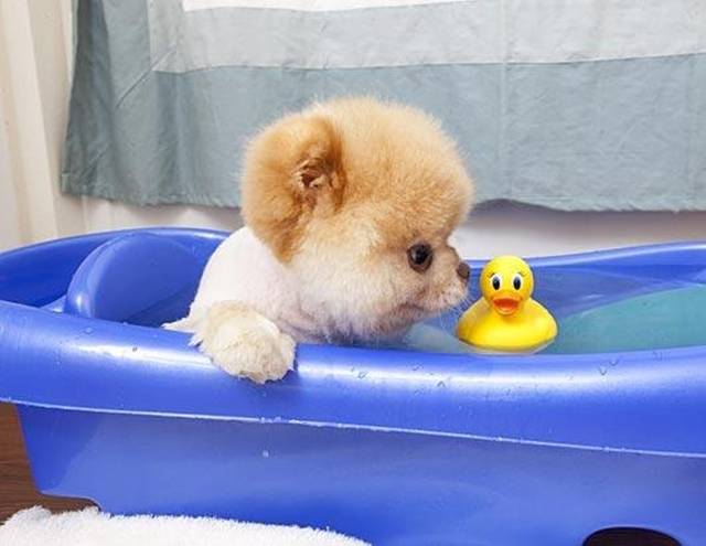 World Animals, Birds And ....: Boo — The World's Cutest Dog