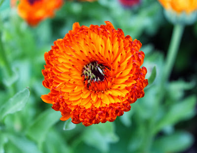 Florez Nursery: Calendula 'Neon'