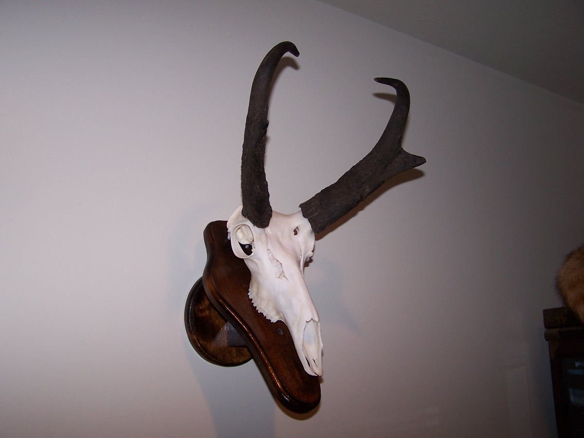 True to Life Taxidermy: European Antelope