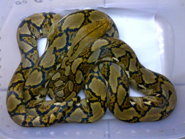 LOKALITY RETIC ~ R.J. Syahrulloh