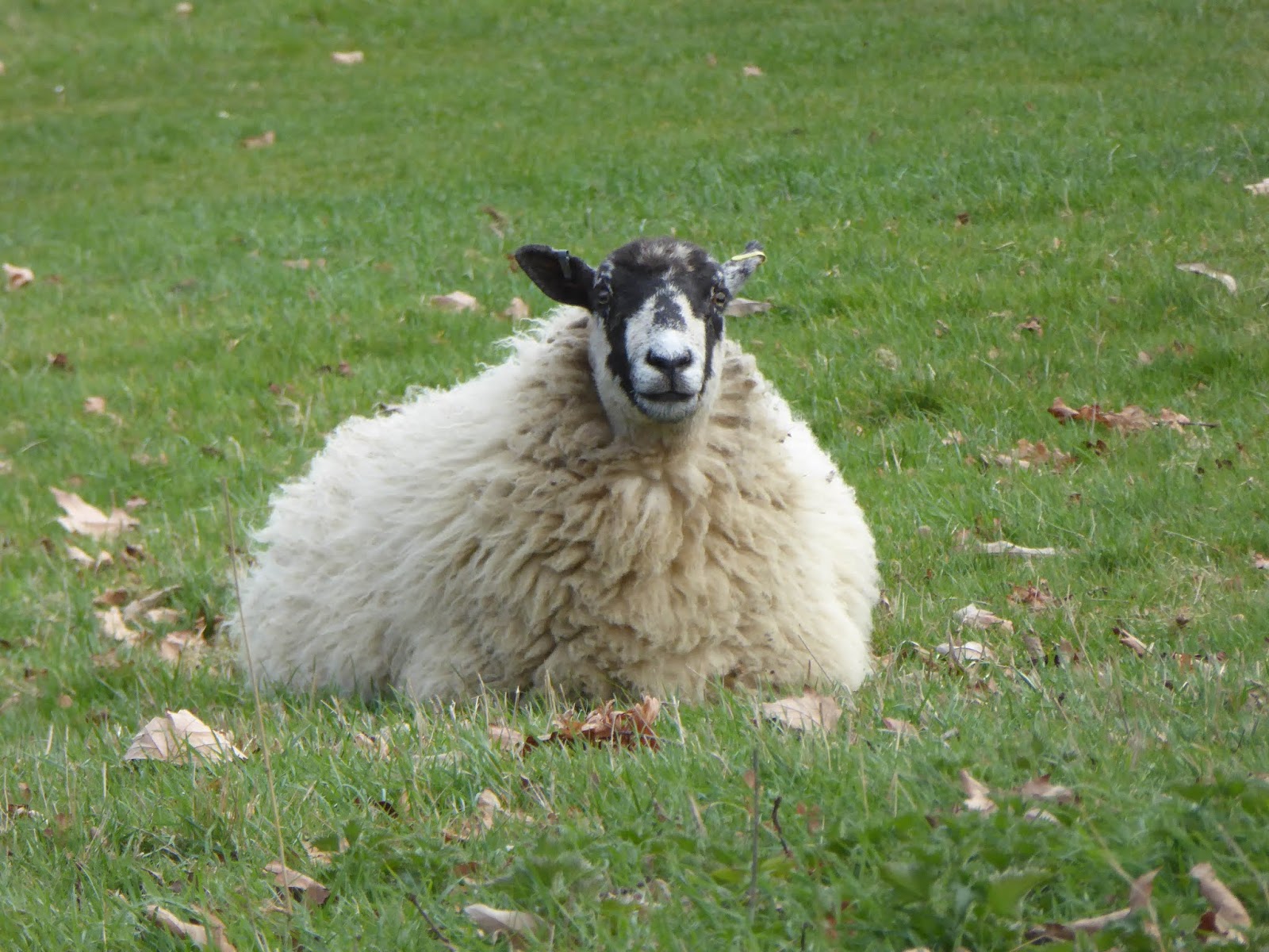 Wild and Wonderful: NT Ickworth with its Rotunda, Ducks, Wildflowers ...