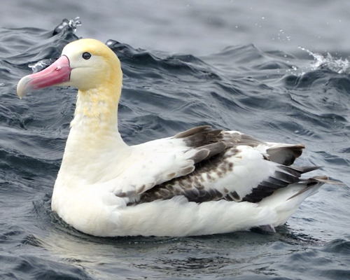 Albatross | The Life of Animals