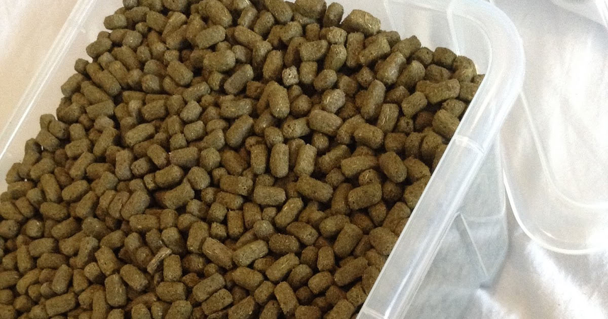 Degu Chatter: Enriching My Degus Diet