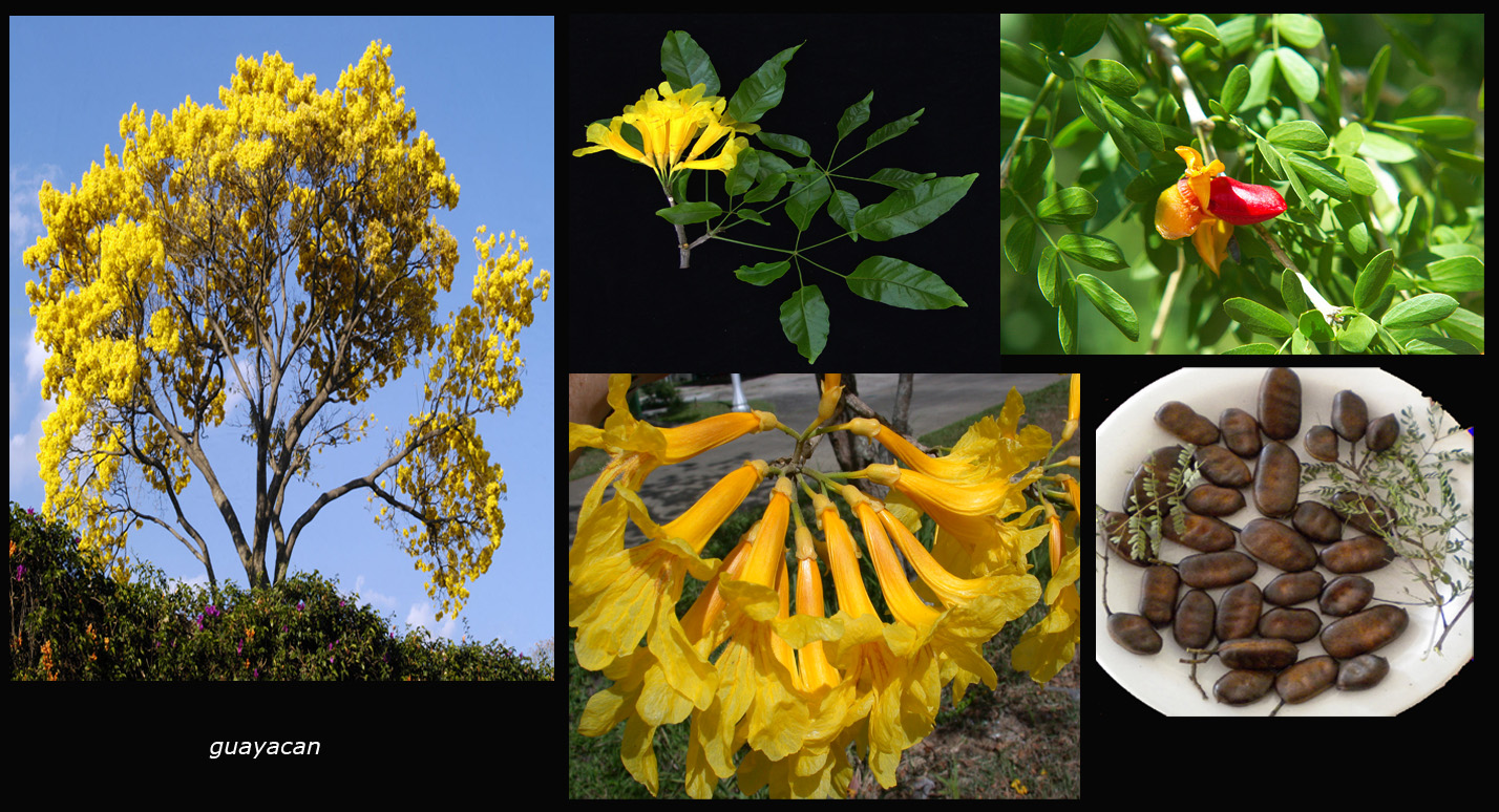Botánica Cubana: Guayacán