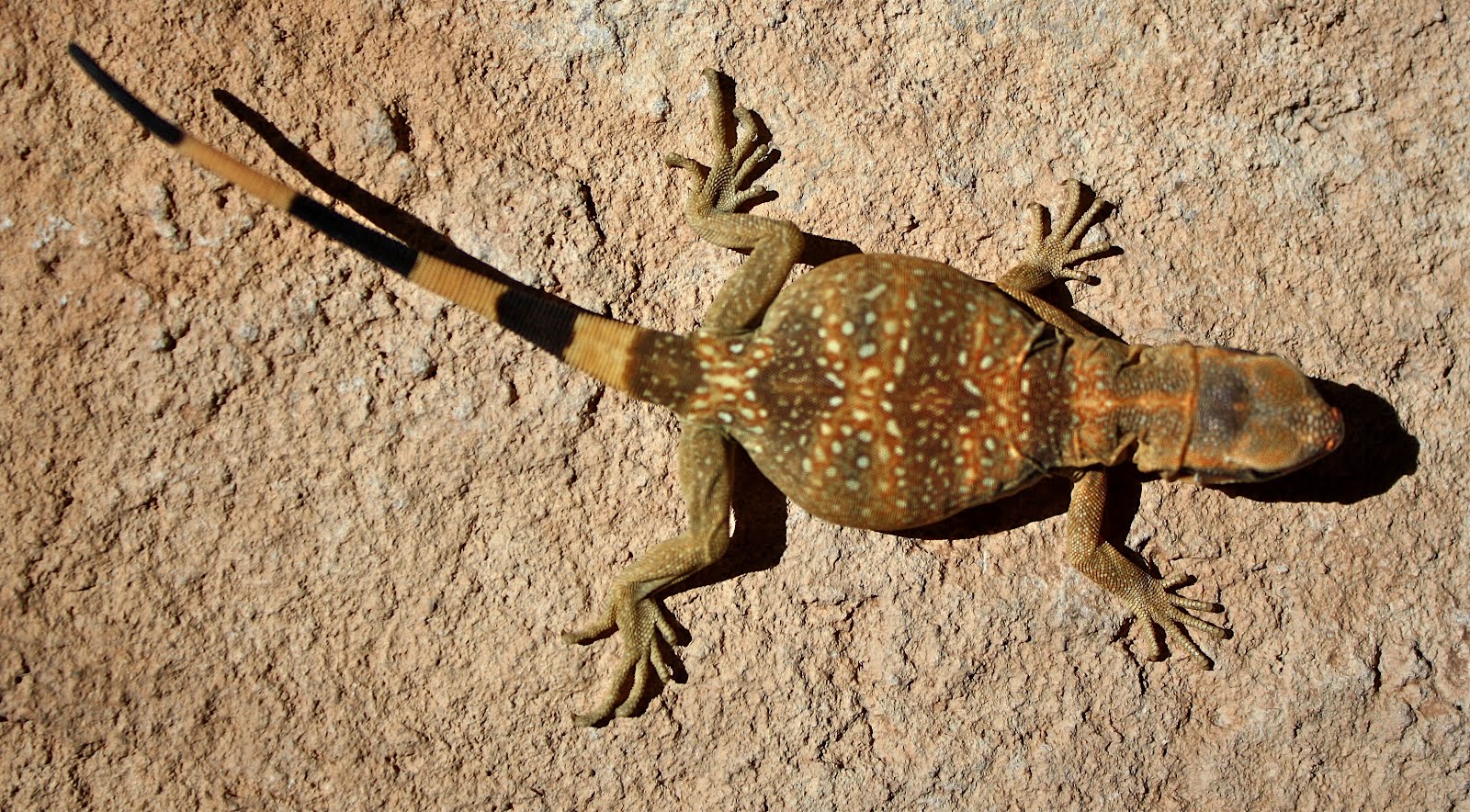 Mojave Brad: Juvenile Chuckwalla