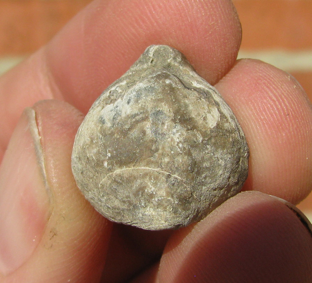 Views of the Mahantango: Composita subtilita brachiopod from the ...