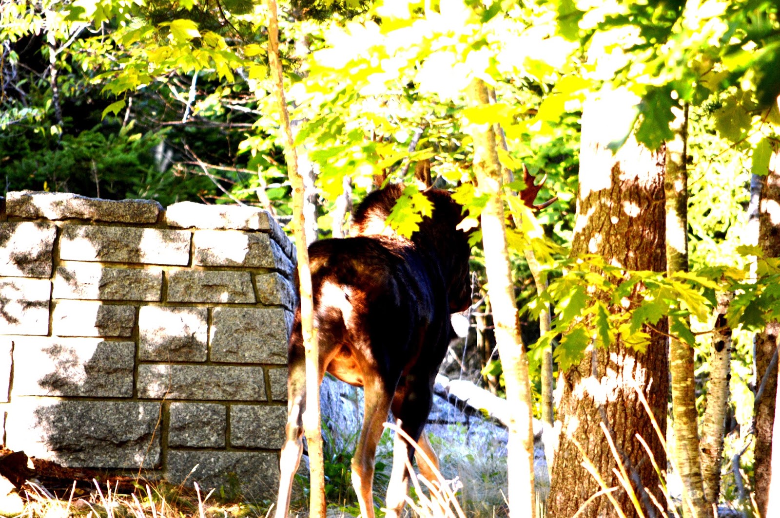 "Acadia's Mainely Ours" : ACADIA MOOSE STORY (w/ Pictures)