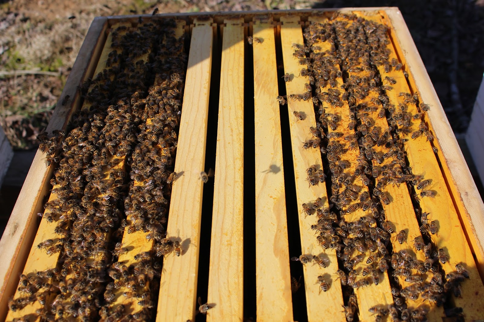 Chicken Scratch Poultry: Bee Hive Spring Preparation