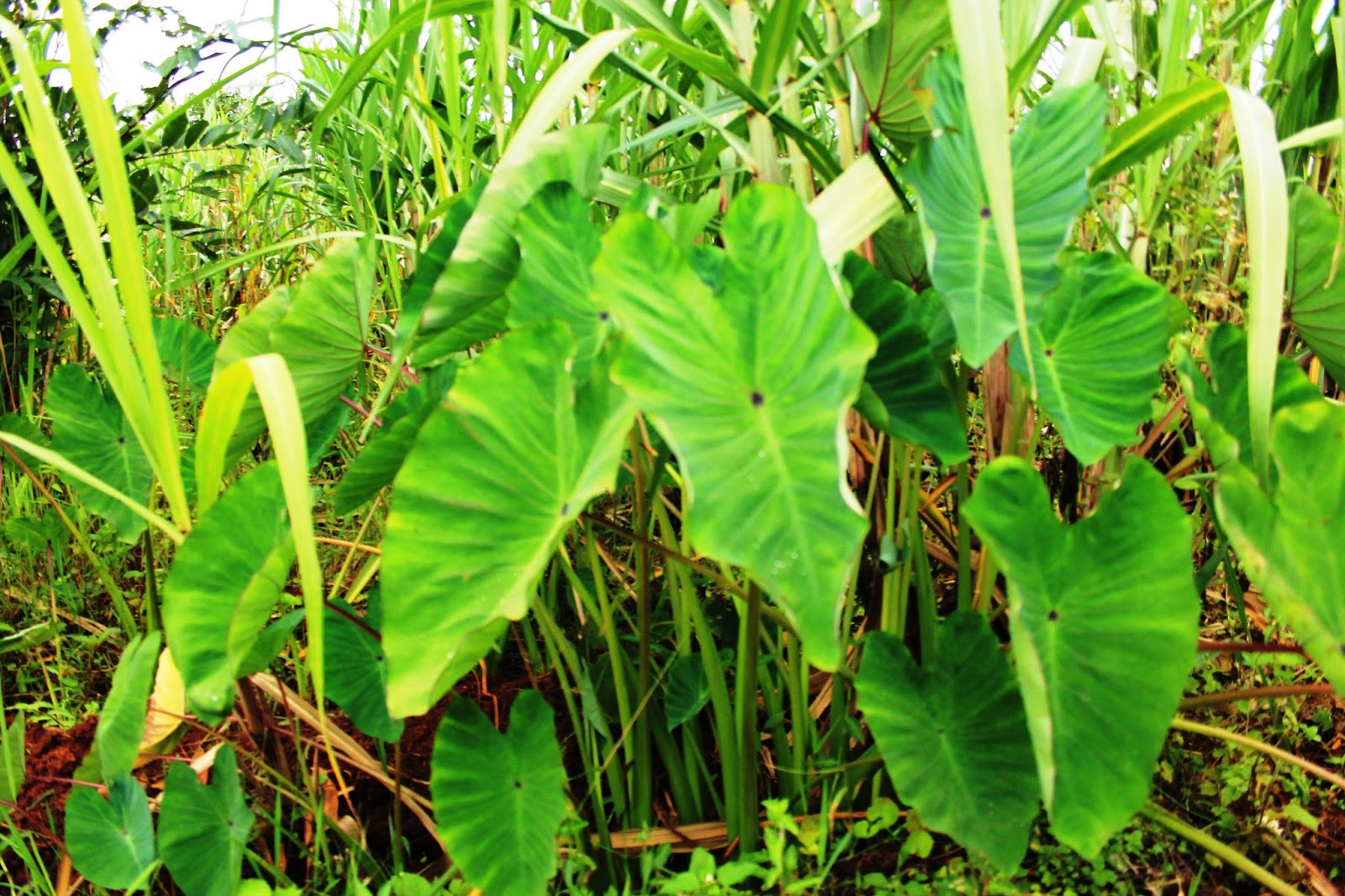 Shiriki: Maragua Project