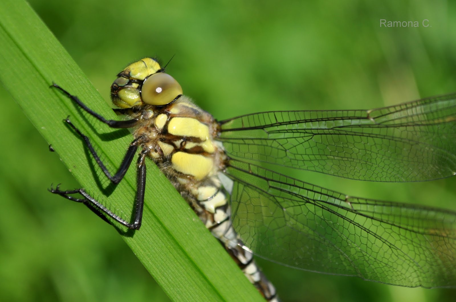 Dragonfly Macro Photography