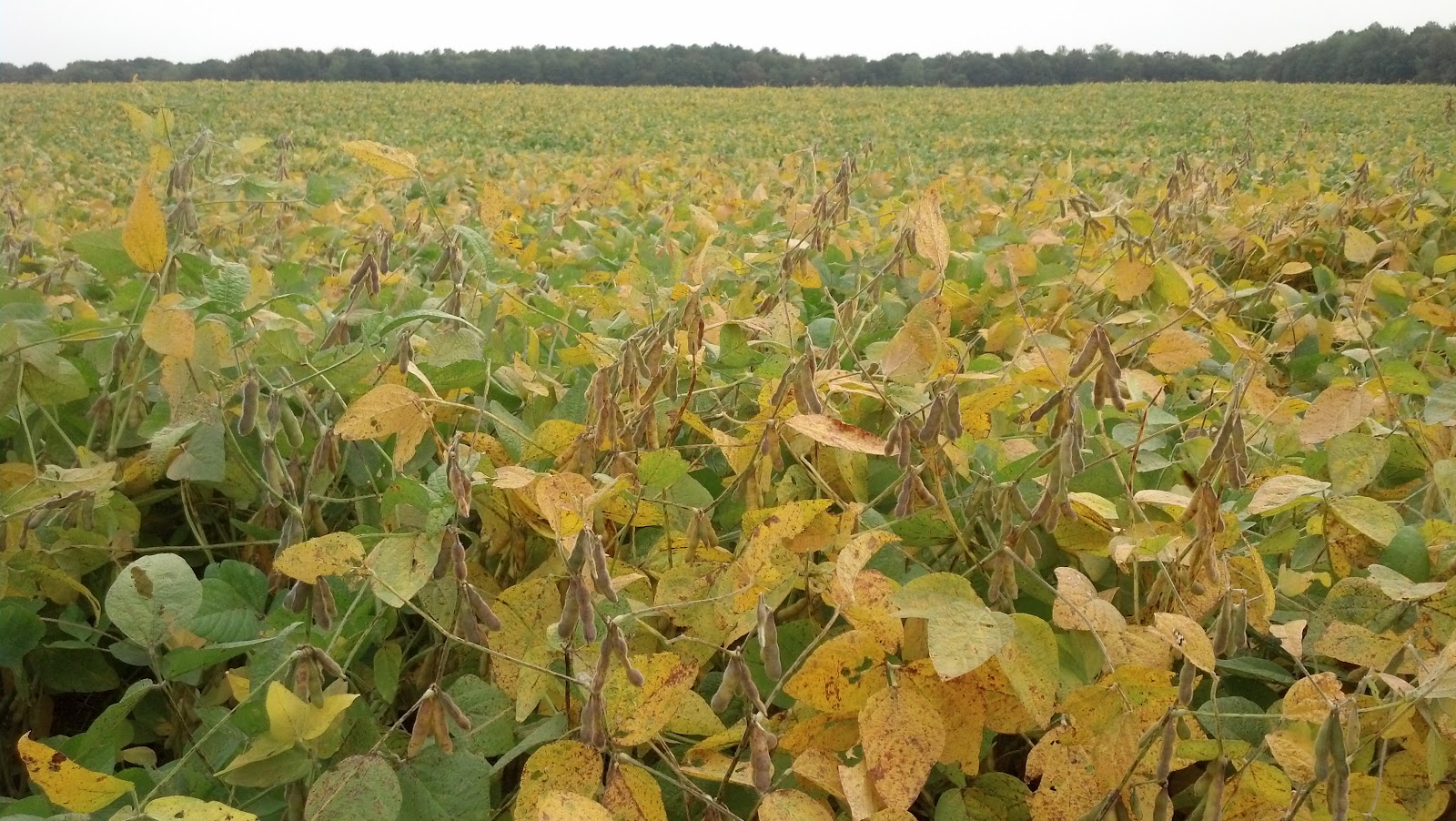 The Foodie Farmer: "Why are your crops dead?"