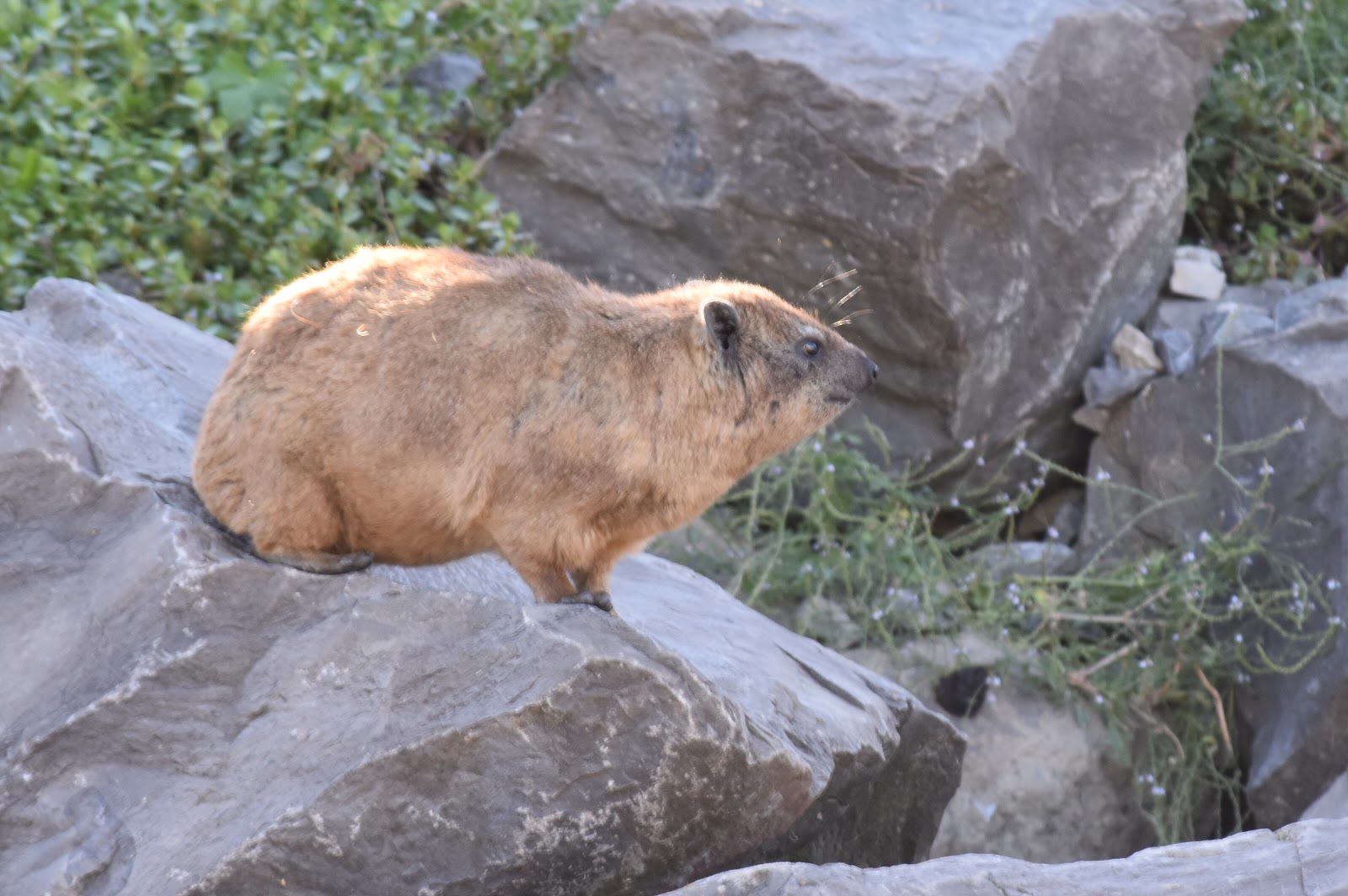 ZOOTOGRAFIANDO (MI COLECCIÓN DE FOTOS DE ANIMALES): DAMÁN DEL CABO ...