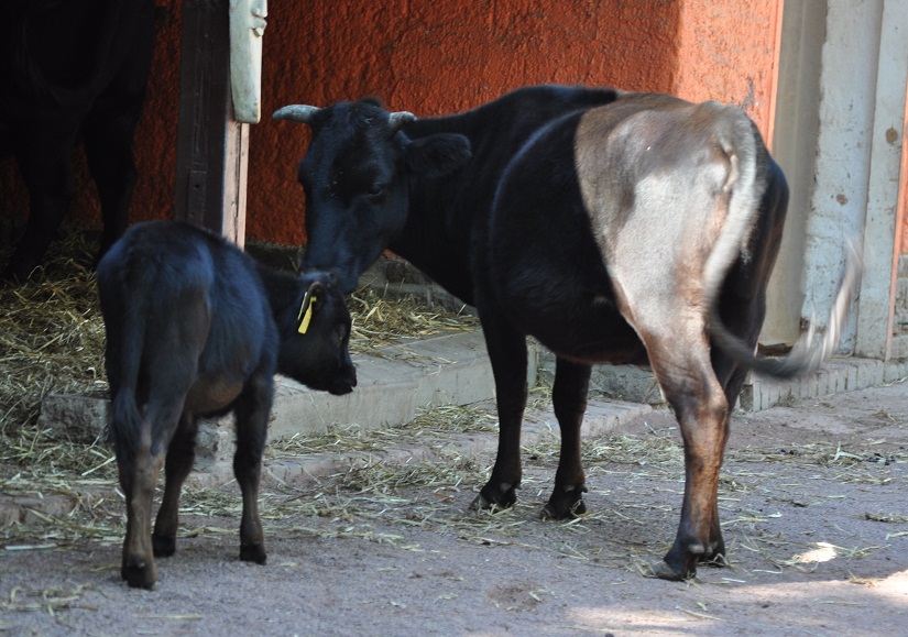 ZOOTOGRAFIANDO (6.096 ANIMALS): TORO, VACA, BUEY, WATUSI, CEBÚ / BULL ...