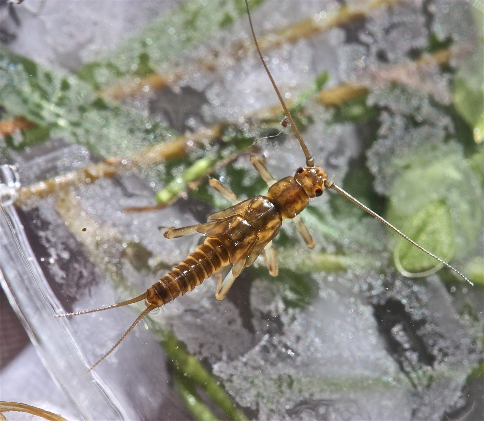 Aquatic Insects of Central Virginia: Sifting Away Again in Chloroperlid ...
