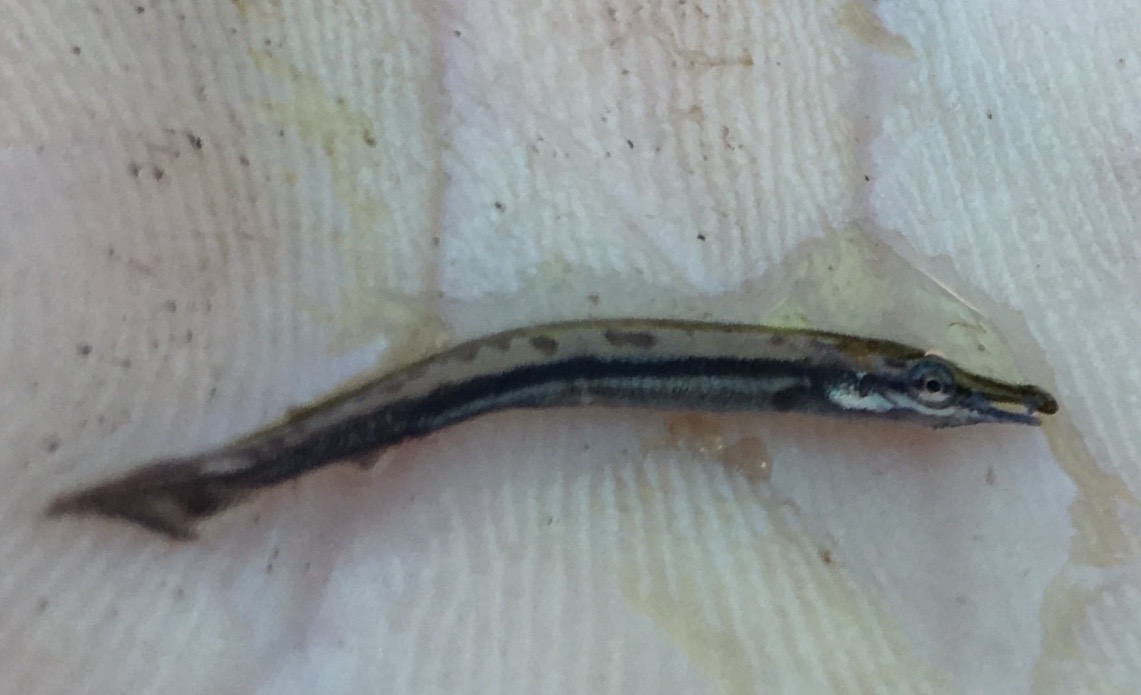 Springfield Plateau: Longnose Gar