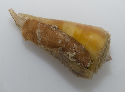 wild shores of singapore: Deadly cone snail at Cyrene