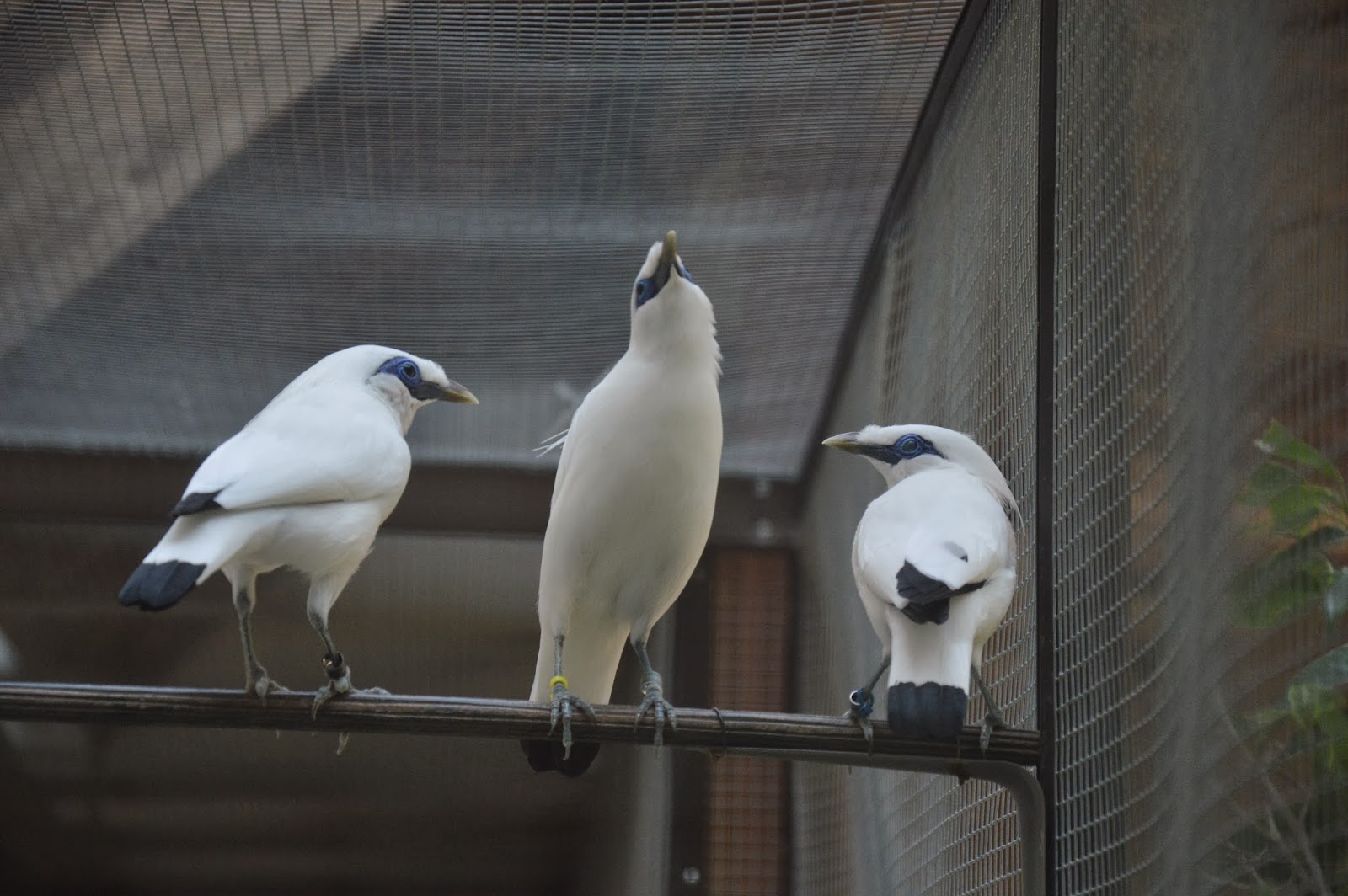 JALAK BALI SPECIALIST JOGJA: JALAK BALI (Leucopsar rothschildi) BURUNG ...