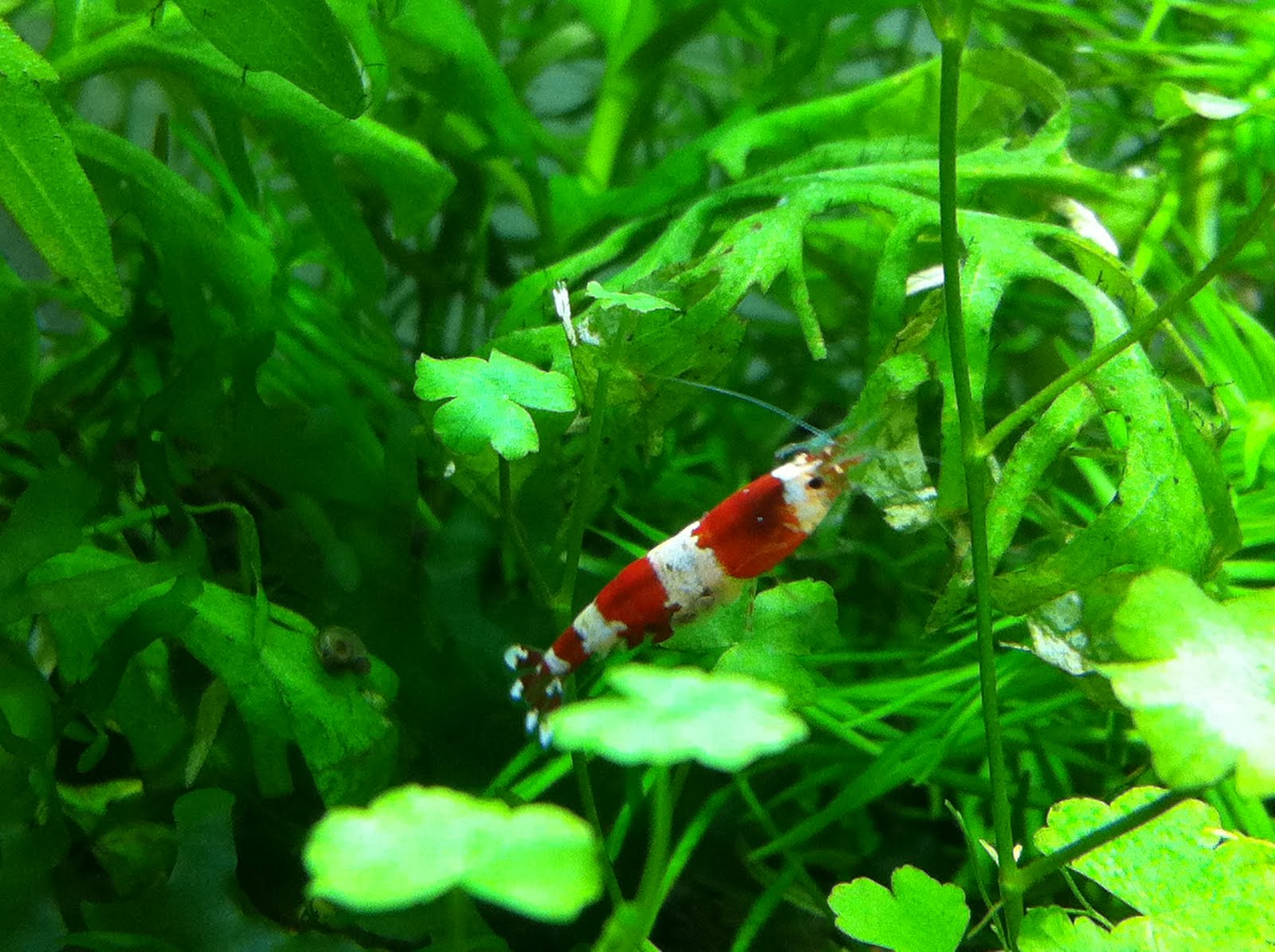 Emboli's Aquariums: SHRIMP TANK - Tiny Shrimplets 1 day old